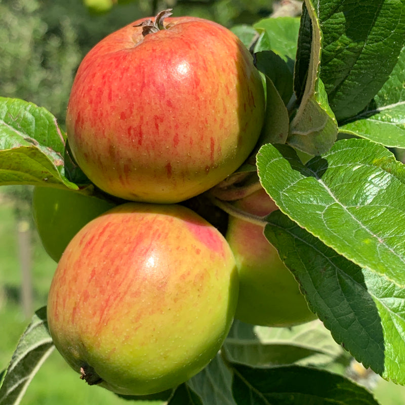 Apple and Pear Trees Grown in Wales for Sale | Tyn y Berllan
