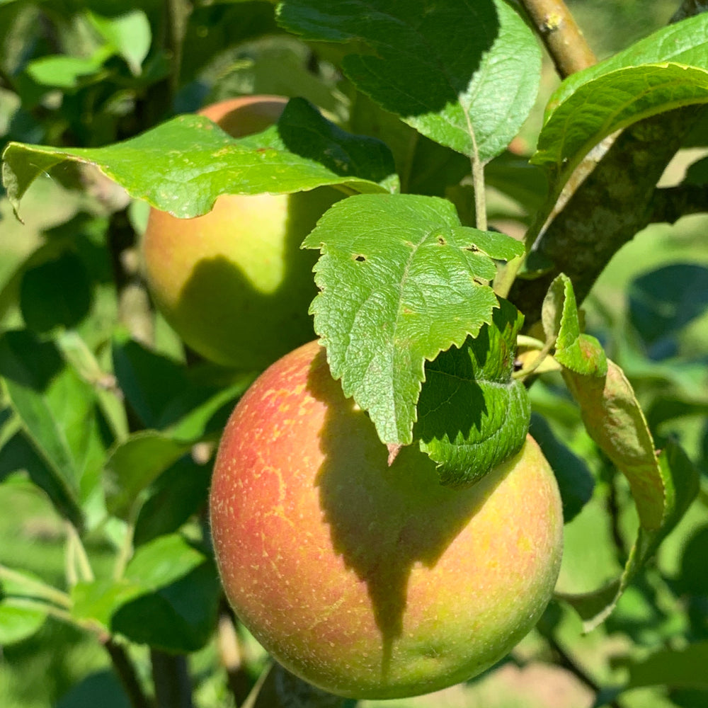 Apple and Pear Trees Grown in Wales for Sale | Tyn y Berllan