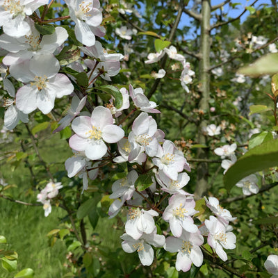 Apple and Pear Trees Grown in Wales for Sale | Tyn y Berllan