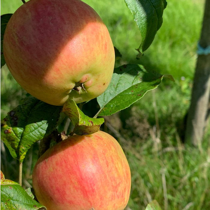Bardsey Island apple trees | Tyn y Berllan