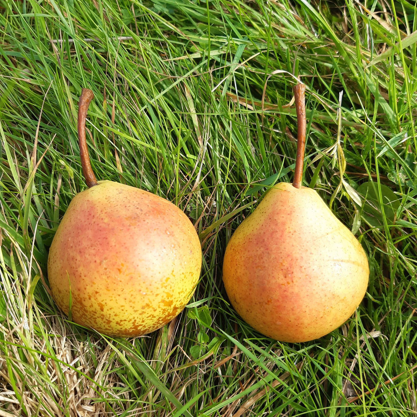 Blakeney Red pear trees | Tyn y Berllan