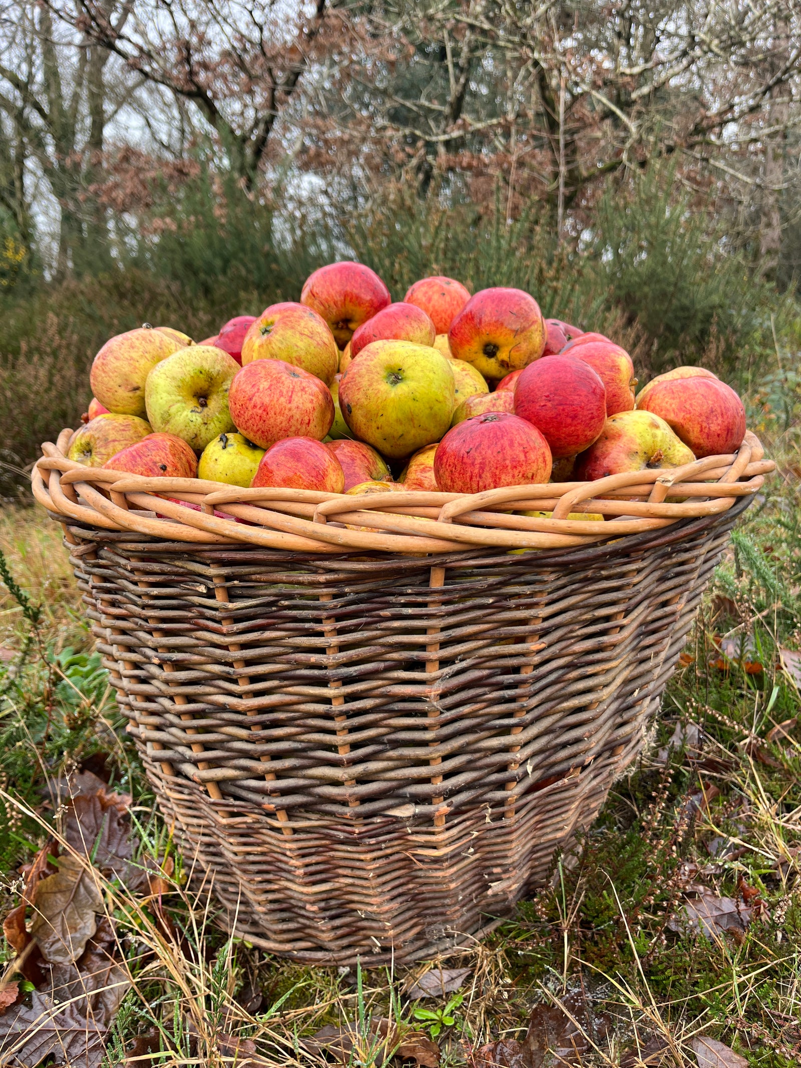 Apple and Pear Trees Grown in Wales for Sale | Tyn y Berllan