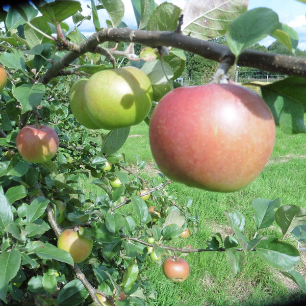 Apple tree pack - Cooking apples - three trees for 20% off