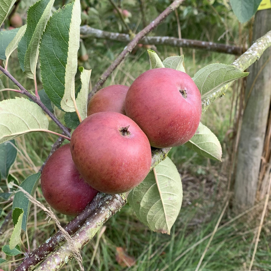 Apple and pear trees for sale Wales | Tyn y Berllan fruit tree nursery