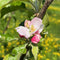 Gabalfa apple trees | Tyn y Berllan