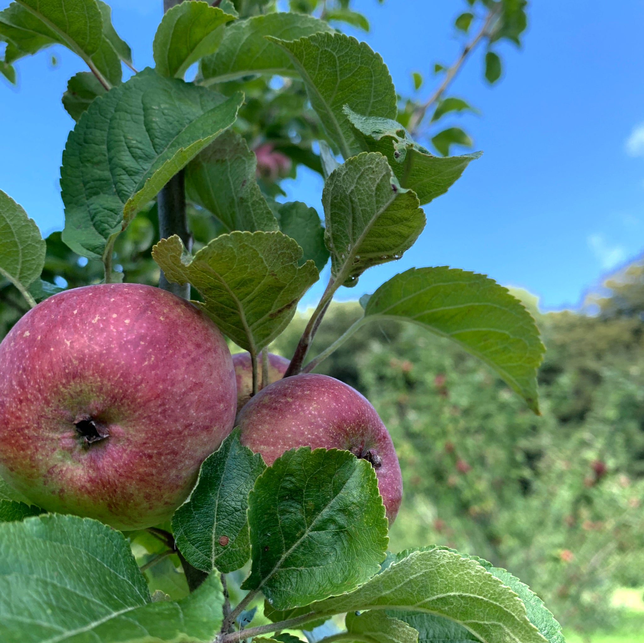 Kingston Black apple trees | Tyn y Berllan