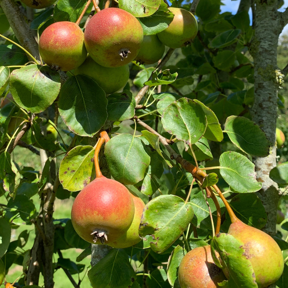 Monmouth Red pear trees | Tyn y Berllan