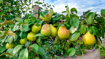 Apple and Pear Trees Grown in Wales for Sale | Tyn y Berllan