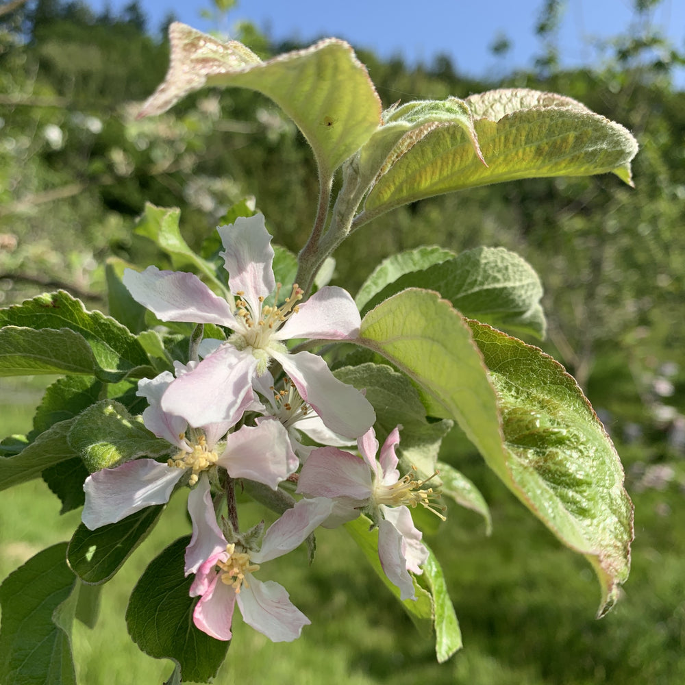 Pig Aderyn apple trees | Tyn y Berllan