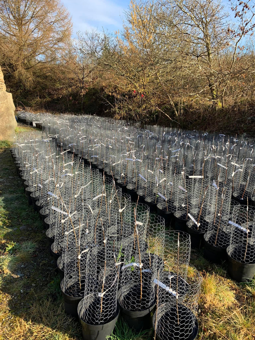 Apple and Pear Trees Grown in Wales for Sale | Tyn y Berllan