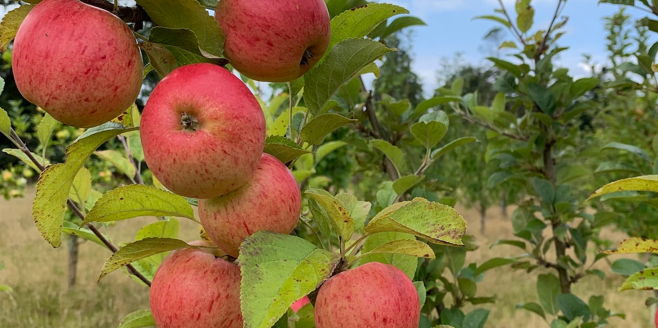 Trees by Mail Order, Pear and Apple Trees for Sale Wales – Tyn y Berllan
