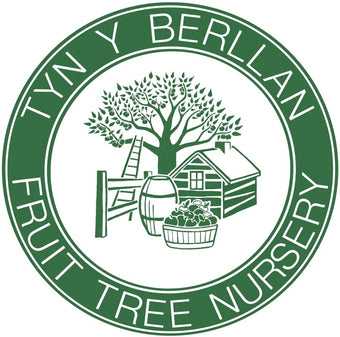 Gabalfa apple trees | Tyn y Berllan