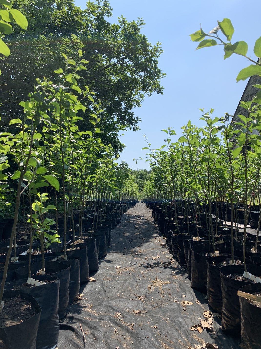 Trees by Mail Order, Apple and Pear Trees for Sale in Wales – Tyn y Berllan