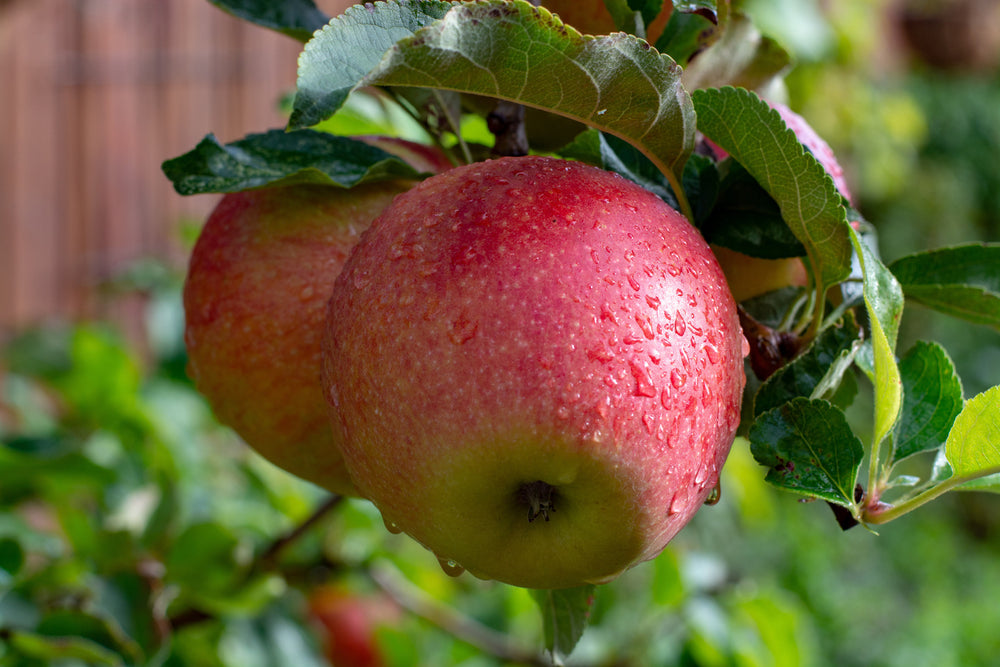 Apple and Pear Trees Grown in Wales for Sale | Tyn y Berllan